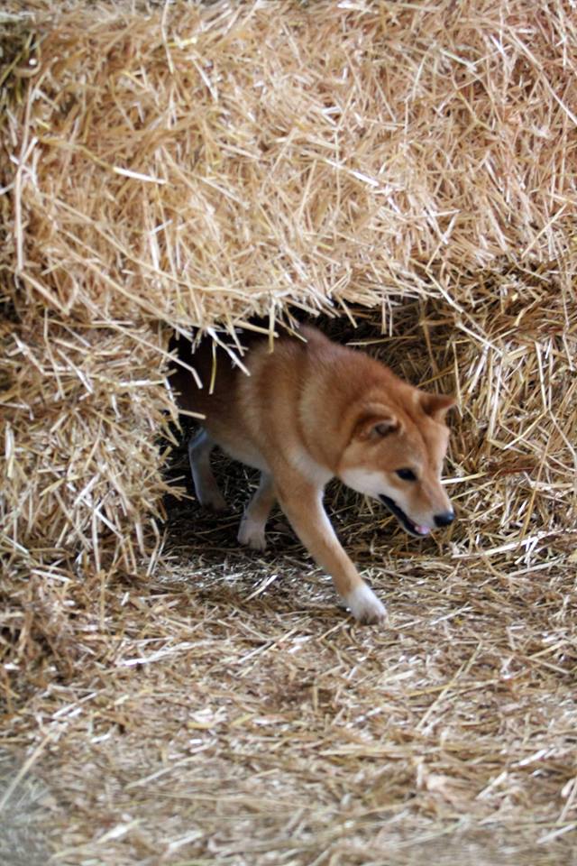 National Shiba Club of America